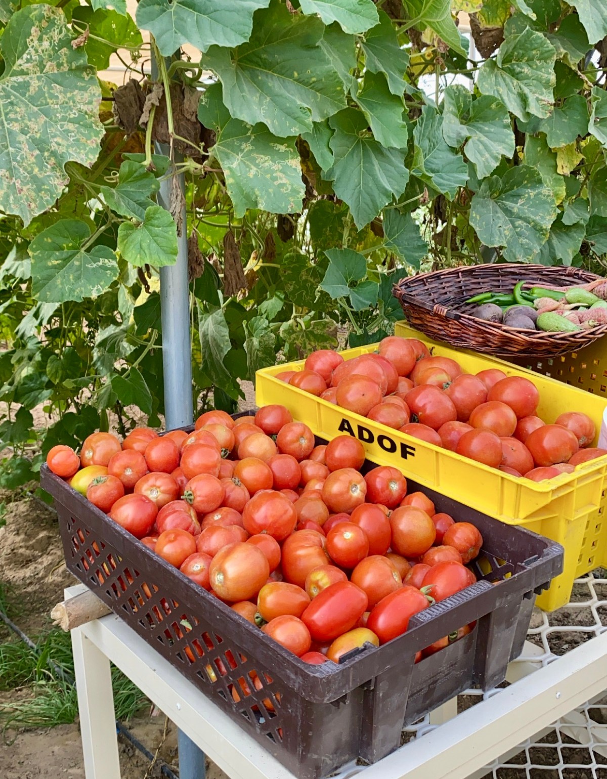 Mazaraa Farm Shop | Abu Dhabi – anexpatabroad