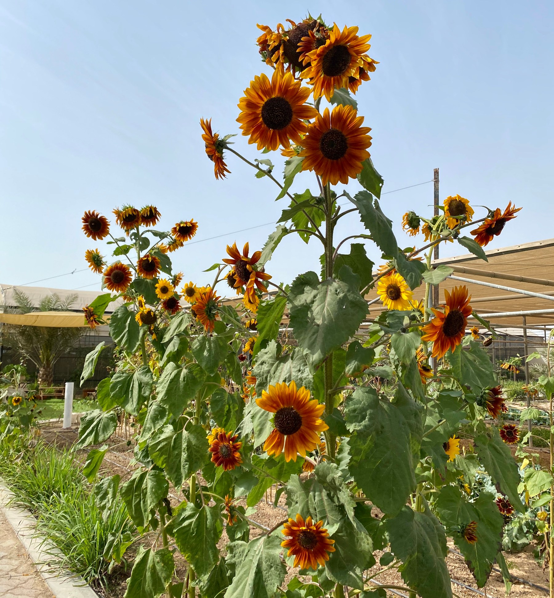 Mazaraa Farm Shop | Abu Dhabi – anexpatabroad